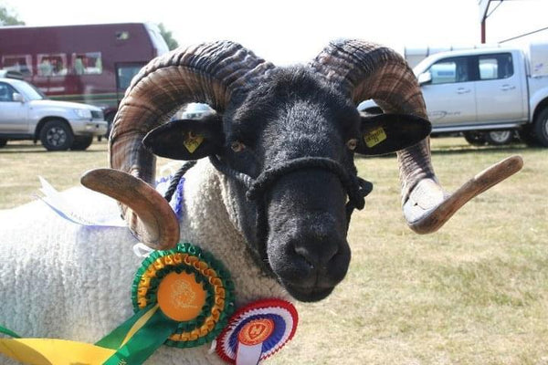 KJK Ropeworks - Halters